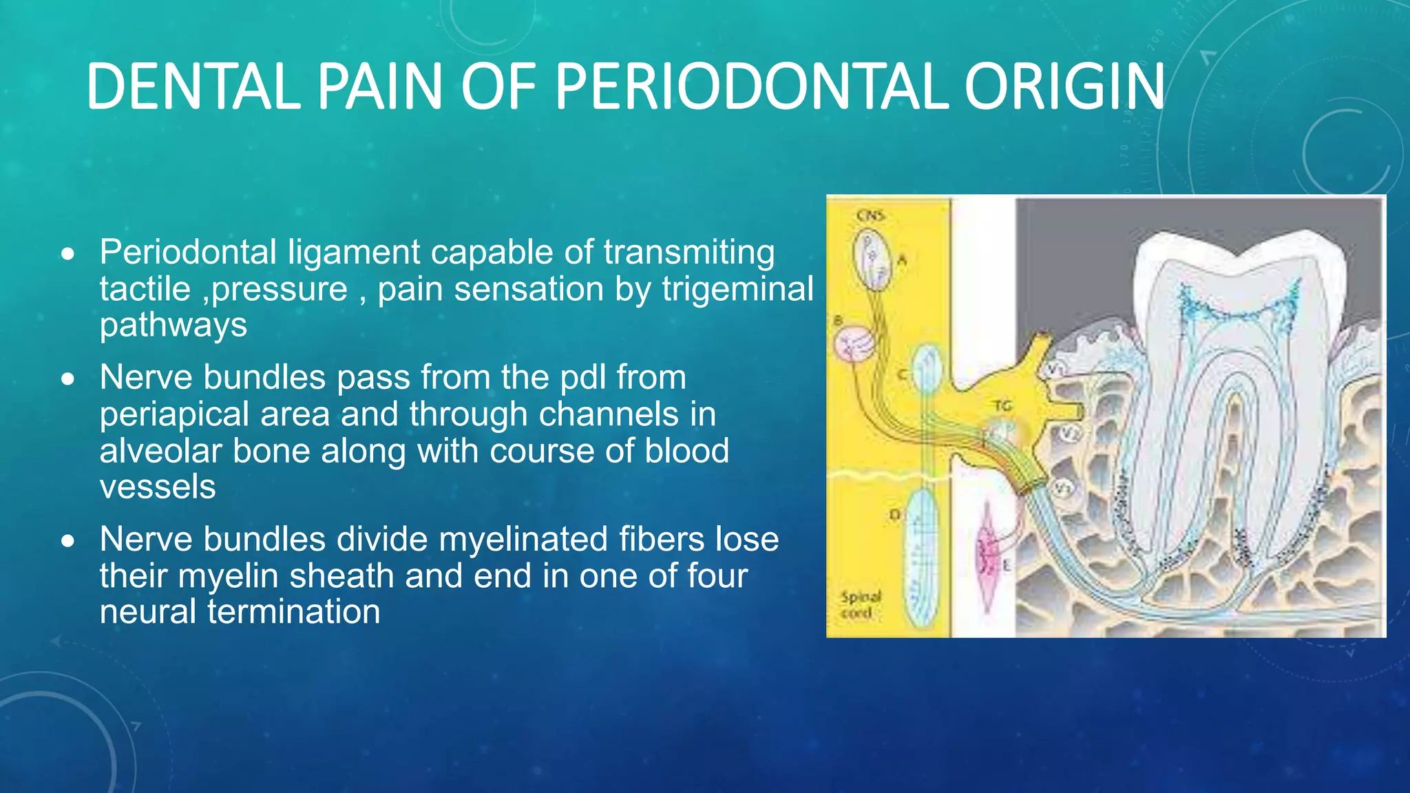 pain its physiology and pathways | PPTX