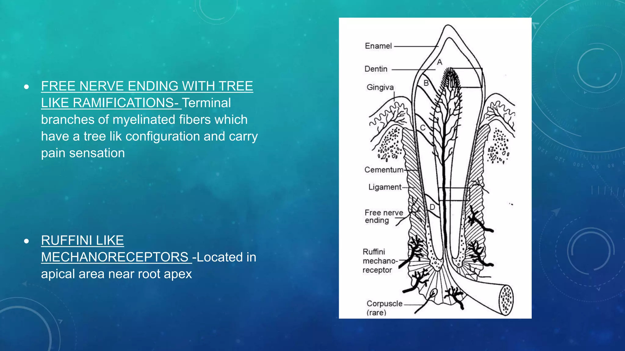 pain its physiology and pathways | PPTX