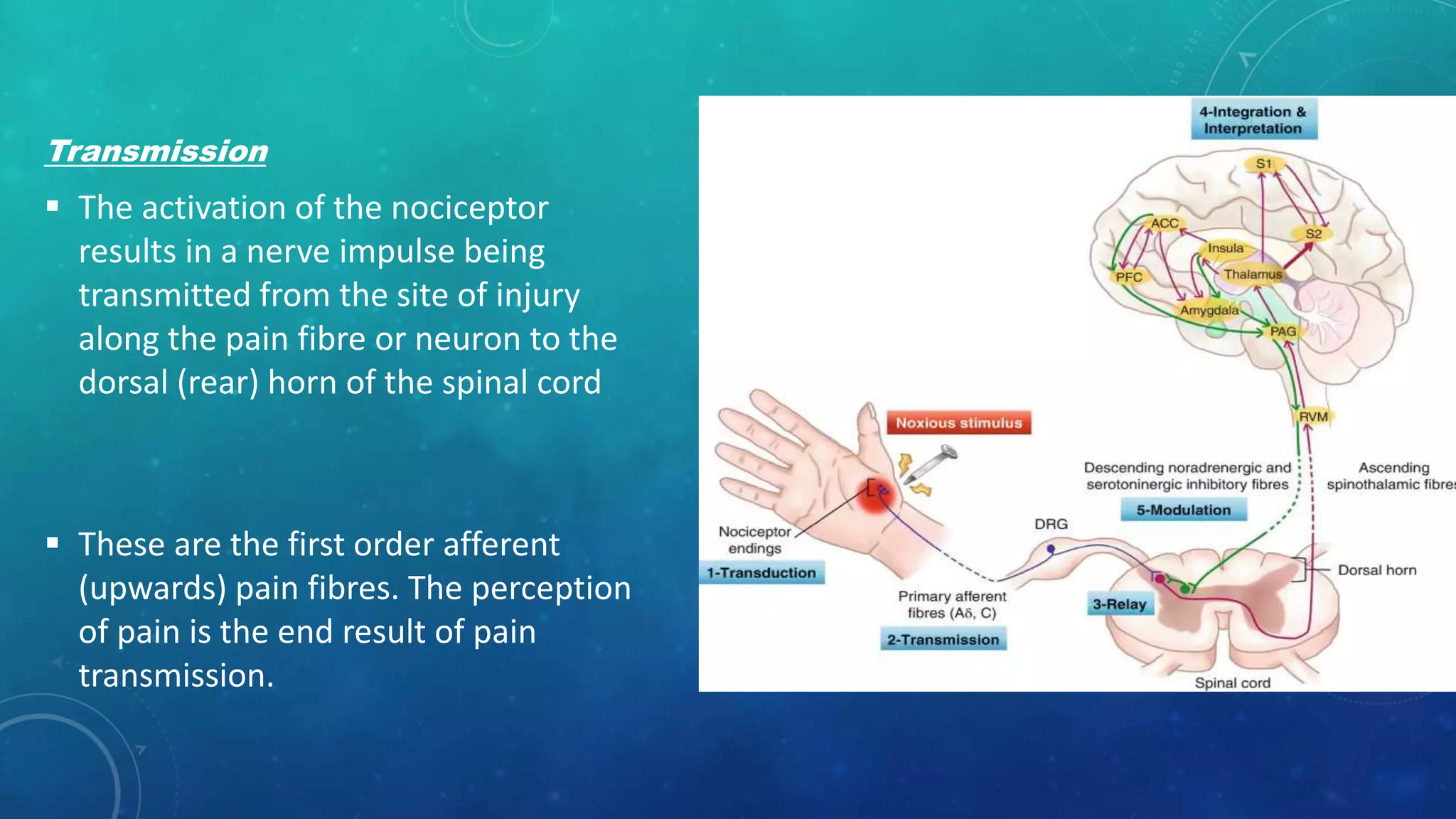 pain its physiology and pathways | PPTX