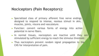 Pain pathway slides presentation by Dr Shayanika | PDF