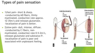 Pain pathway slides presentation by Dr Shayanika | PDF