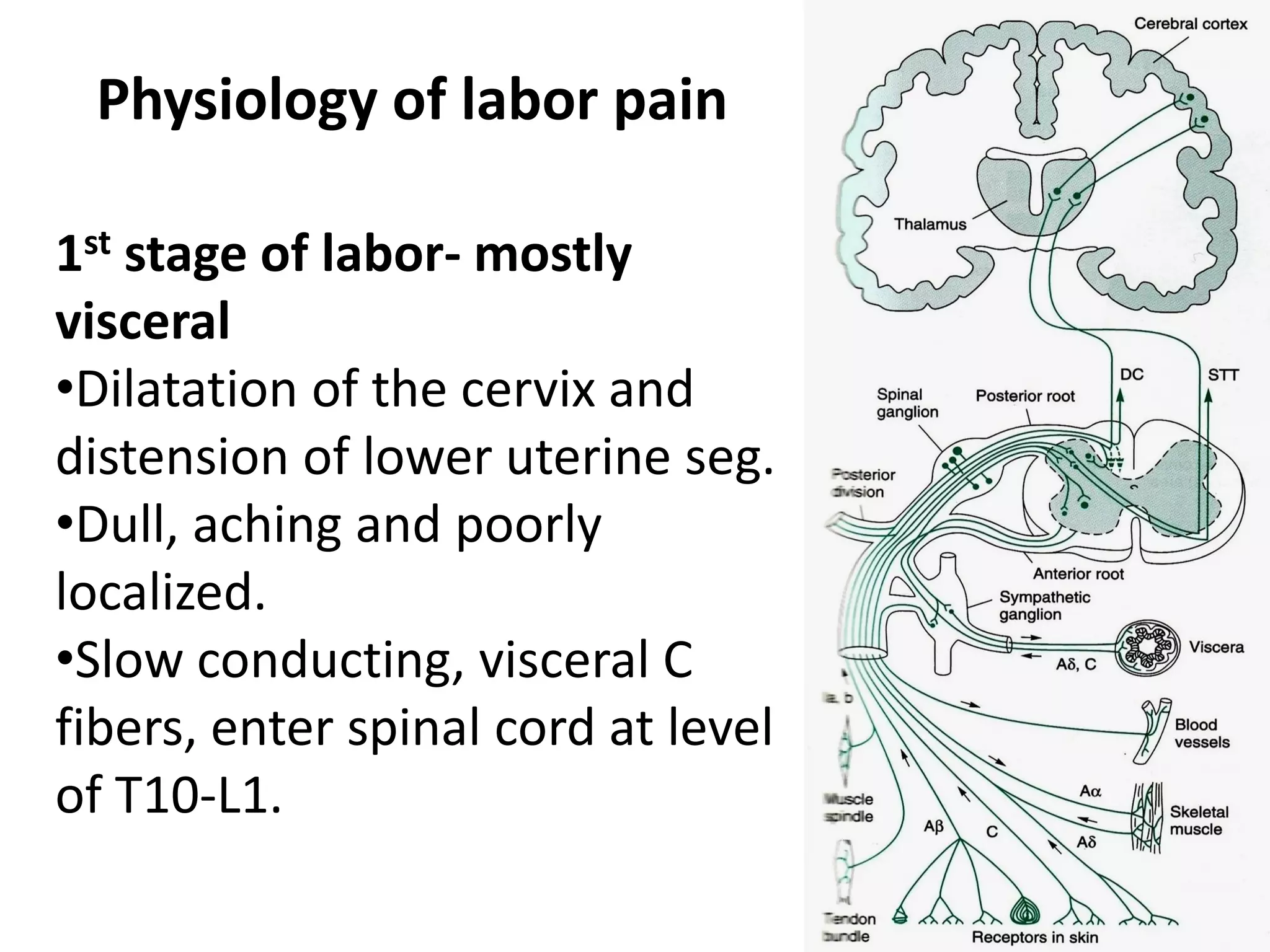 Pain relief in labor for 4th year med.students | PDF