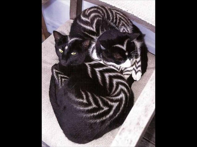 Painted Cats | PPT | Cats | Pets