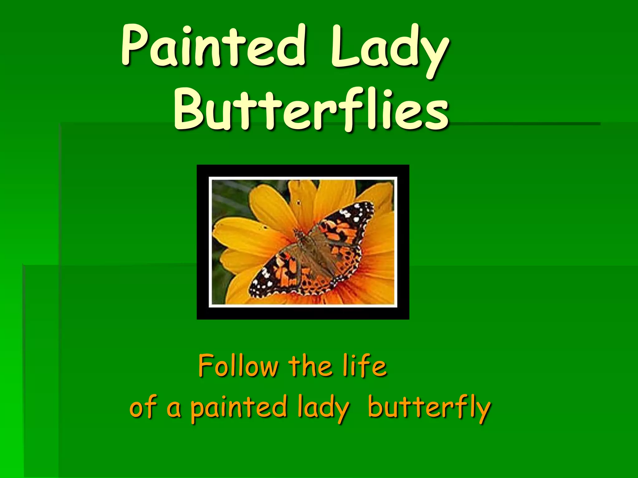 Painted lady butterflies | PPTX