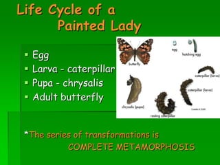 Painted lady butterflies | PPT