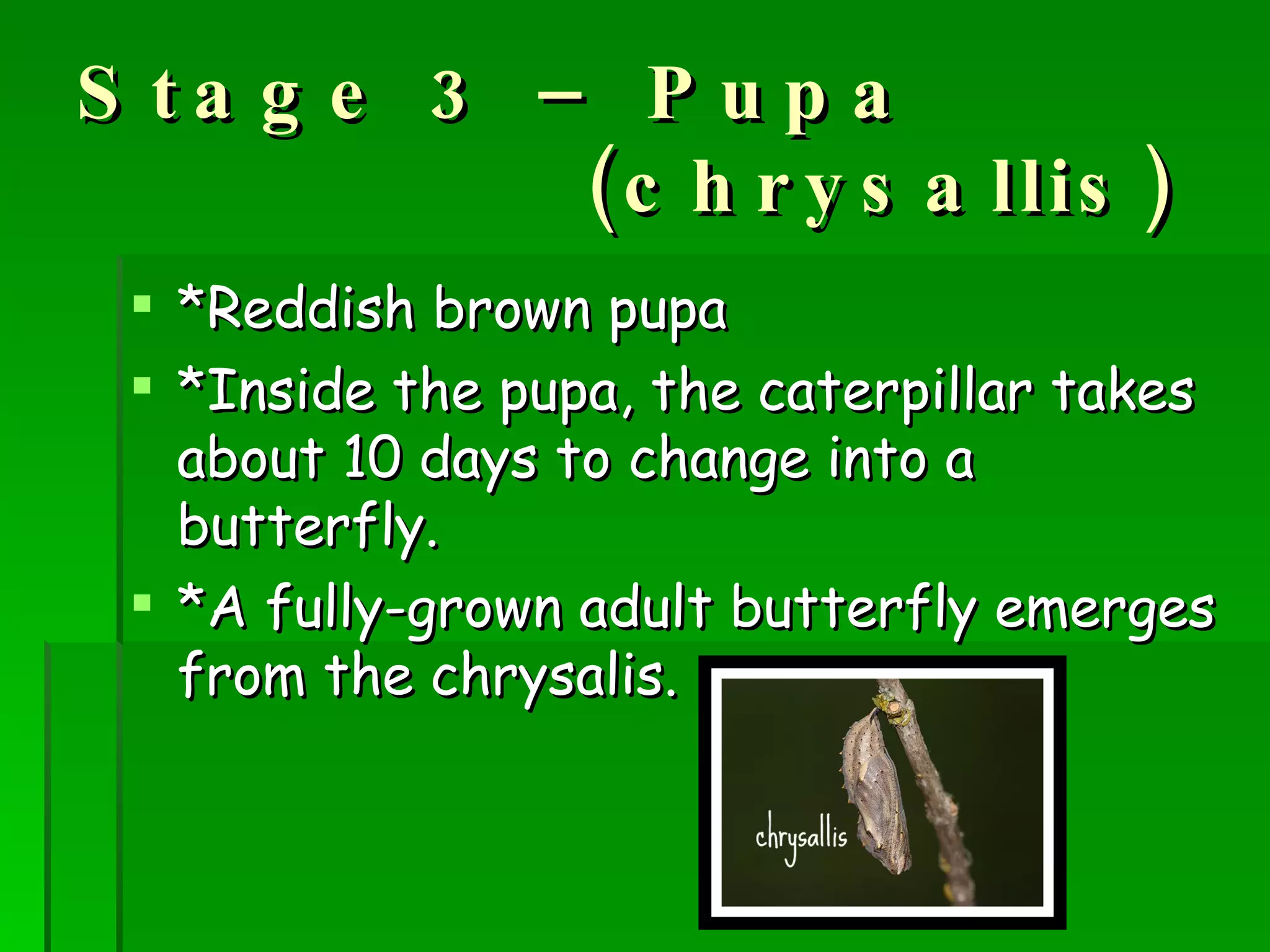 Painted Lady Butterfliespresentation2 | PPT | Birdwatching | Hobbies ...