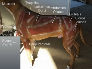 Painting an animal labels | PDF | Death, Injury, or Military Conflict ...