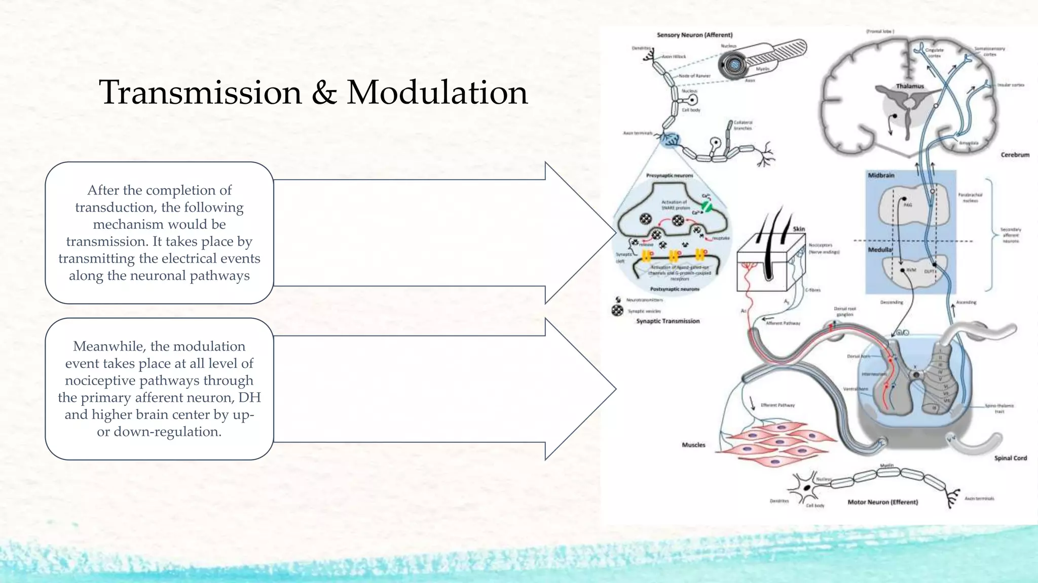 Pain transduction & transmission | PPTX