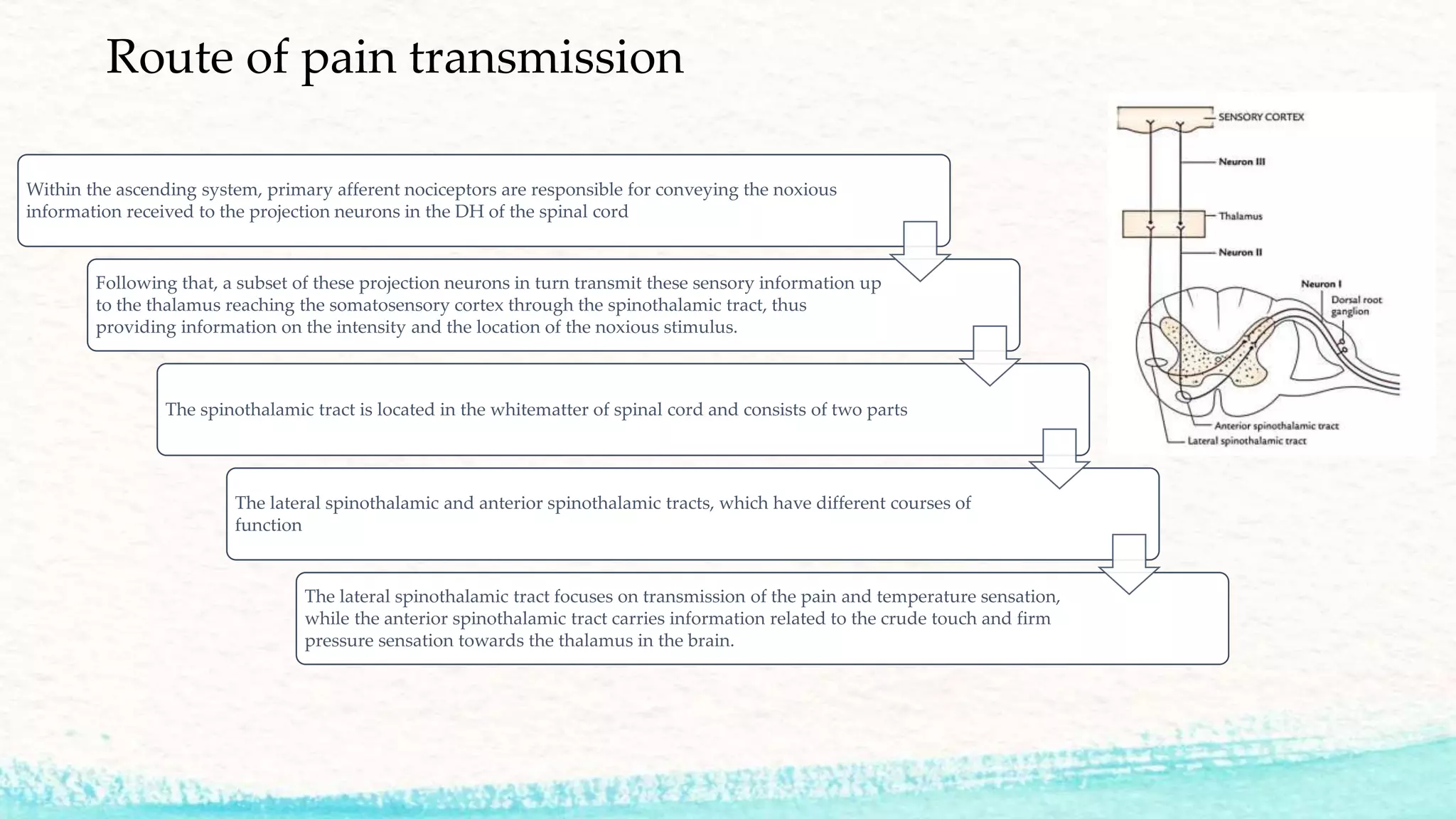 Pain transduction & transmission | PPTX
