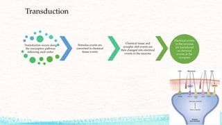 Pain transduction & transmission | PPTX