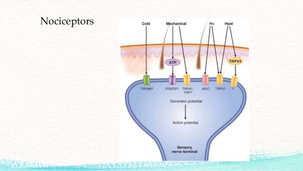Pain transduction & transmission