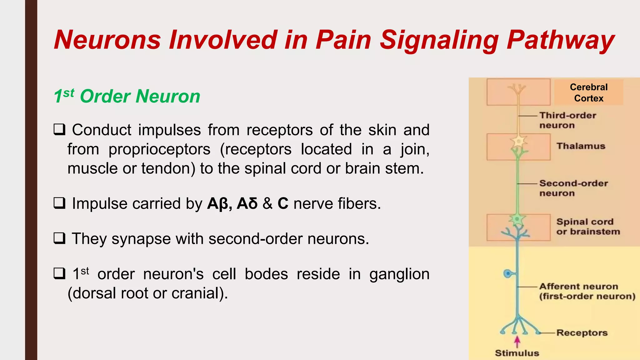 Pain Types & Physiology | PPTX