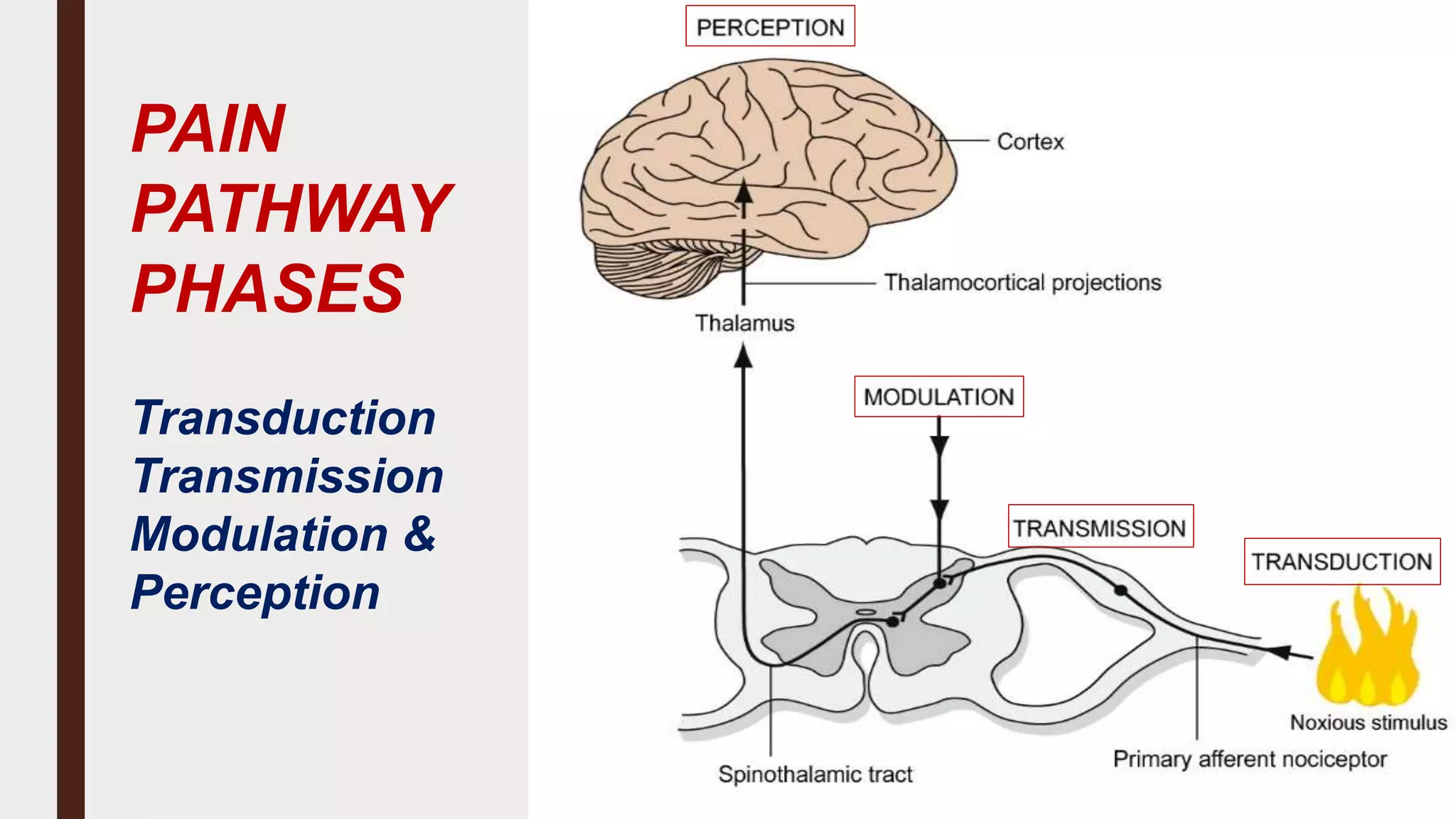 Pain Types & Physiology | PPTX