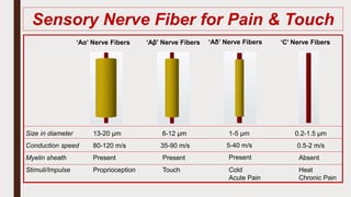 Pain Types & Physiology | PPTX