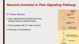 Pain Types & Physiology | PPTX