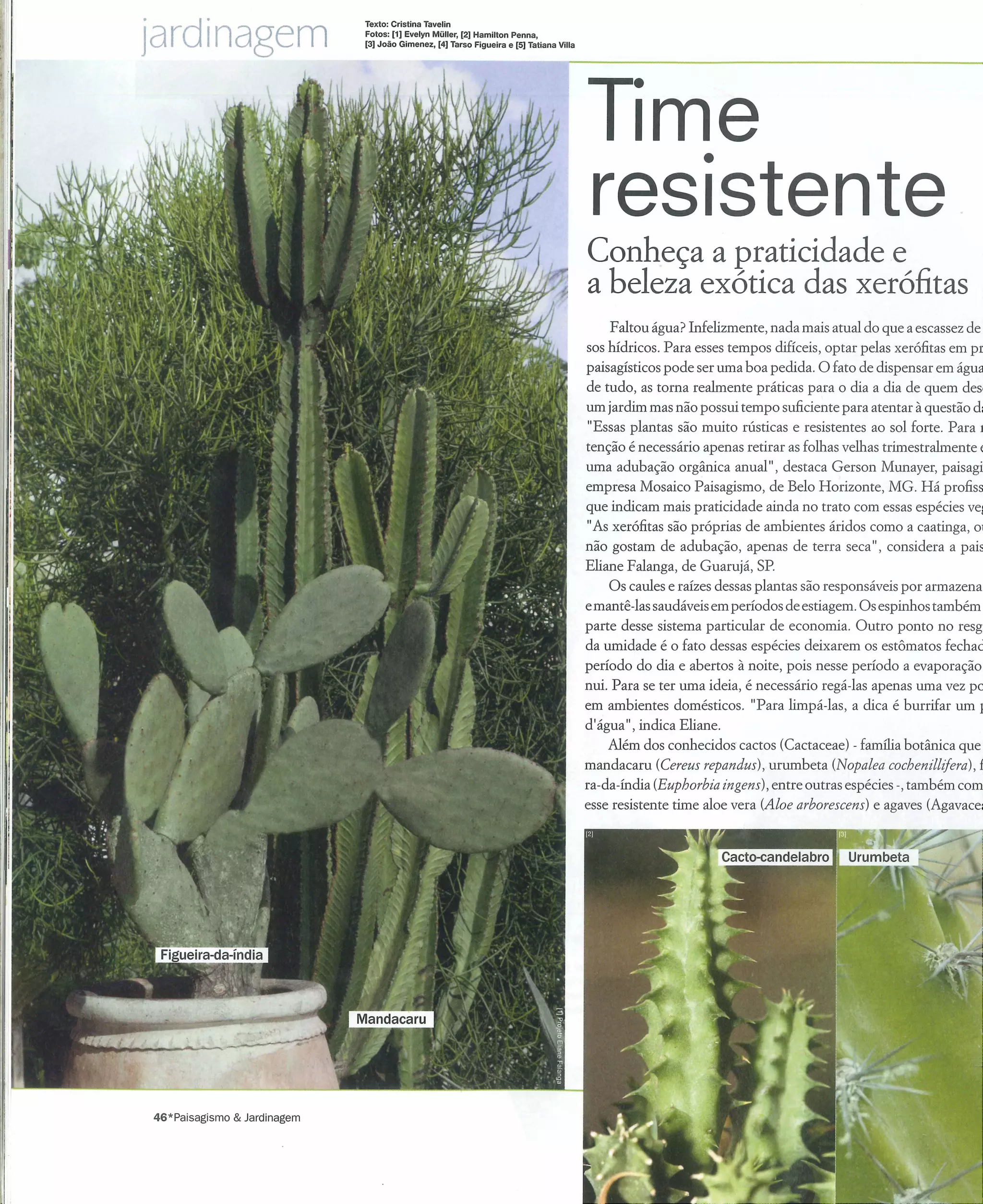 Mosaico Paisagismo - Gerson Munayer | PDF