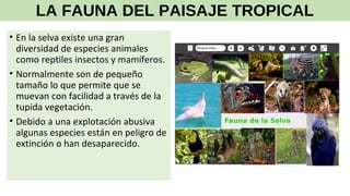 El Paisaje Ecuatorial | PPT