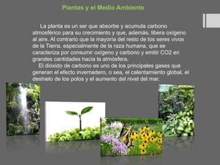 Paisajismo tipos de suelos y plantas | PDF