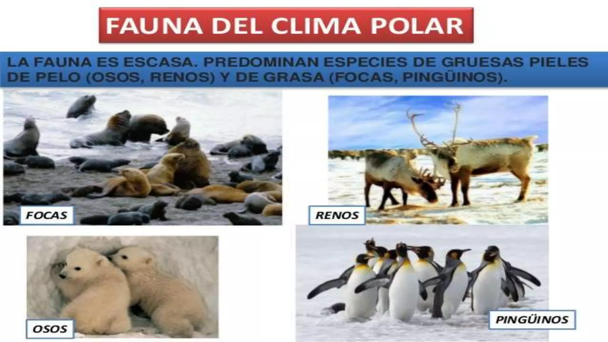 Paisatge polar i d'alta muntanya 1 d | PPT