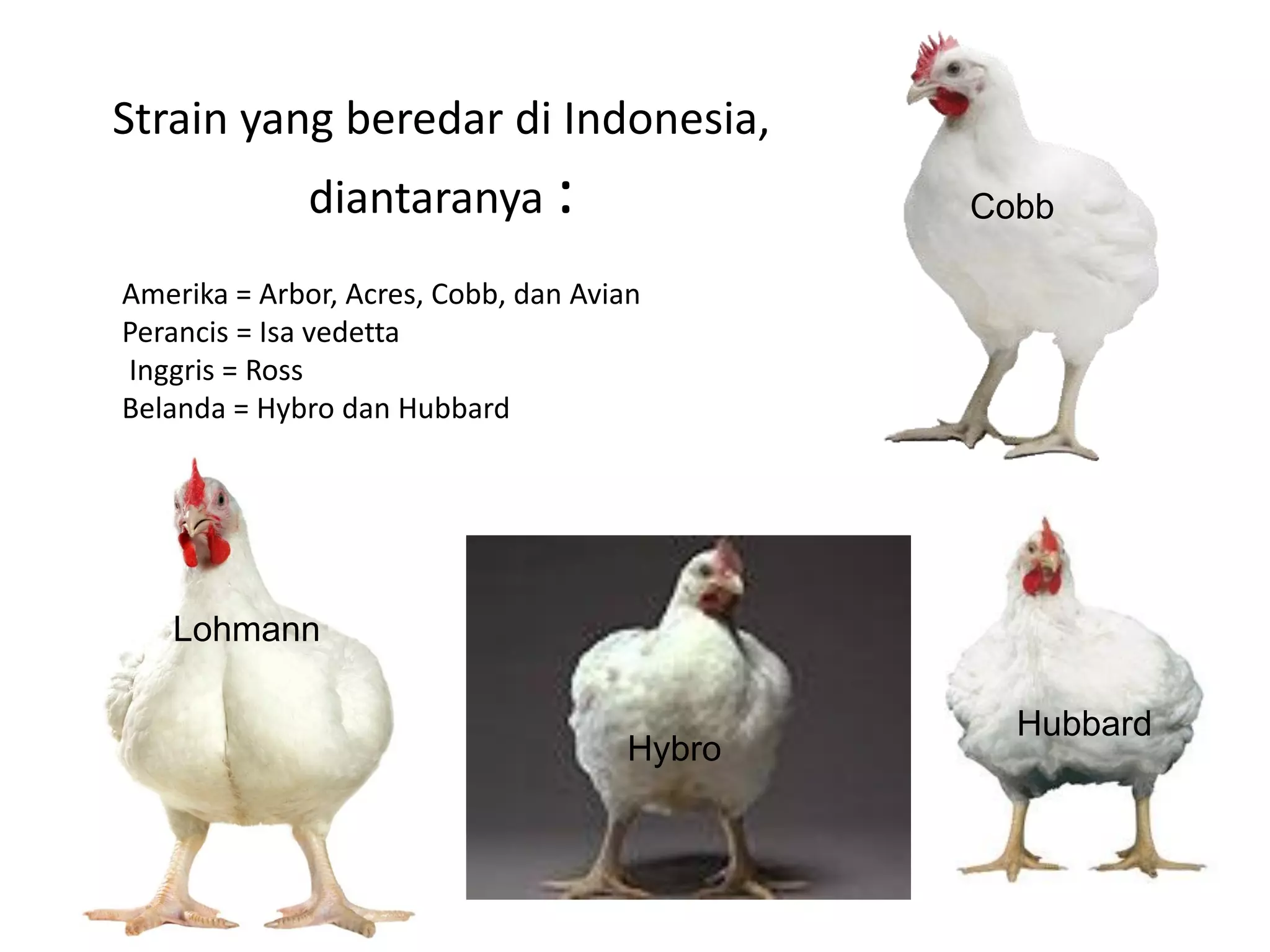 PAKAN BROILER.pdf