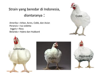 PAKAN BROILER.pdf
