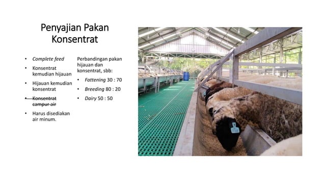 Pakan Hijauan Agribisnis Ternak Ruminansia | PPTX