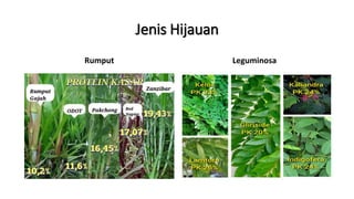 Pakan Hijauan Agribisnis Ternak Ruminansia | PPTX