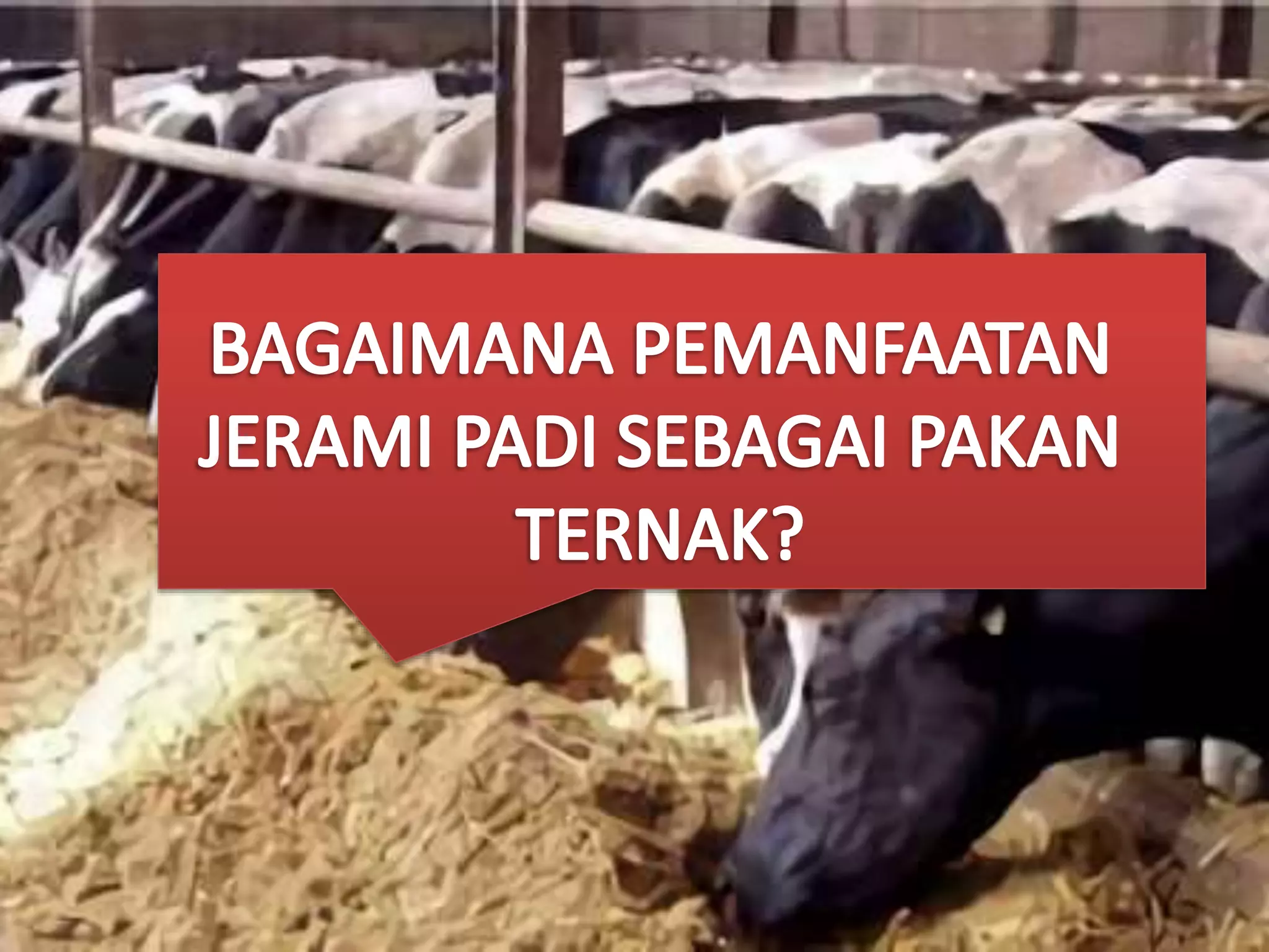 Pakan Ternak Sapi Dari Jerami Padi Ppt