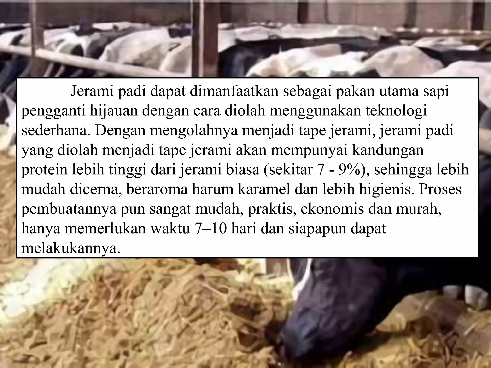 PAKAN TERNAK SAPI DARI JERAMI PADI | PPTX