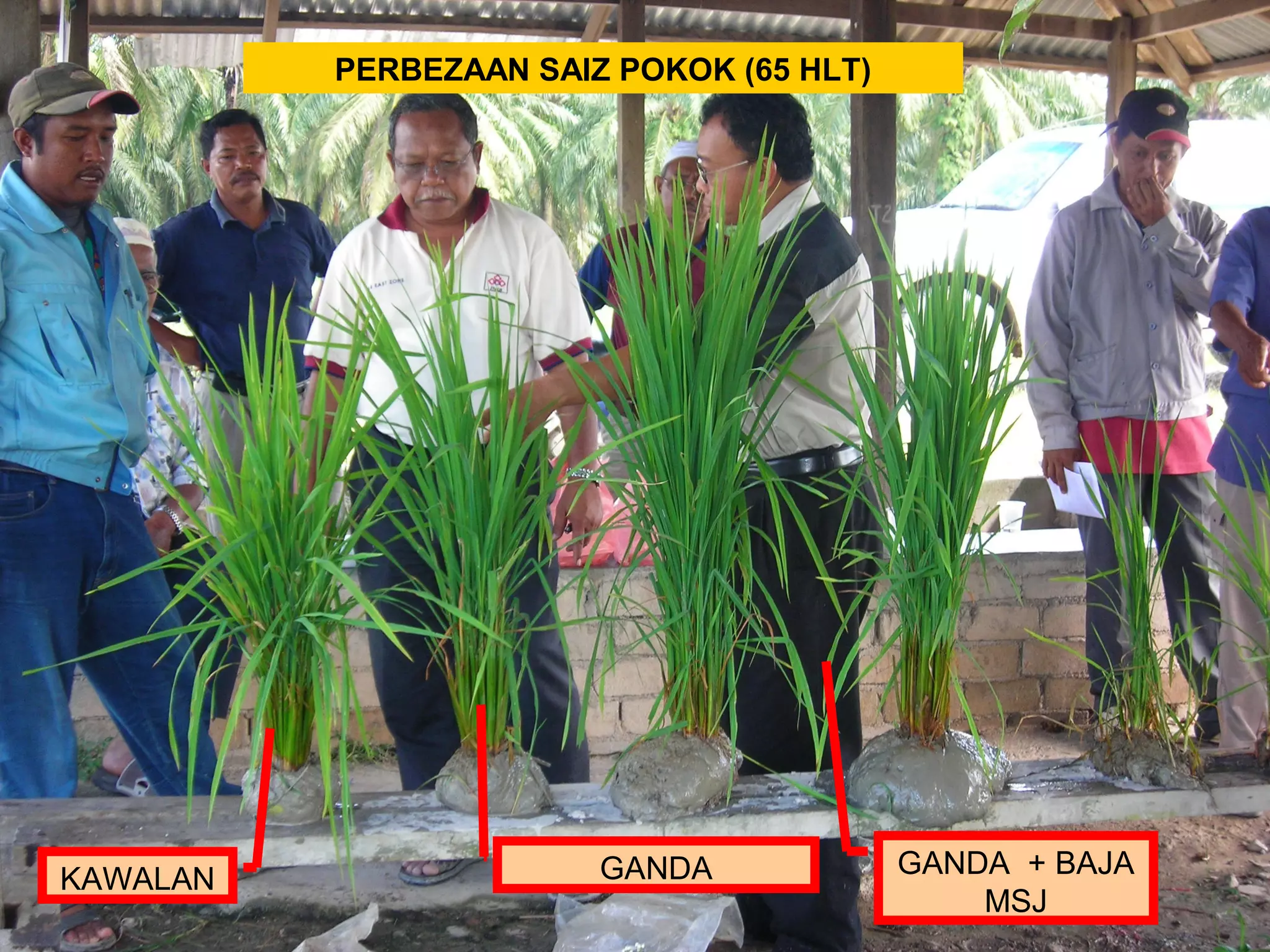 Pakej padi baja organik mineral | PPT