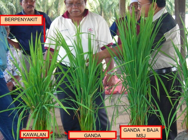 Pakej padi baja organik mineral | PPT