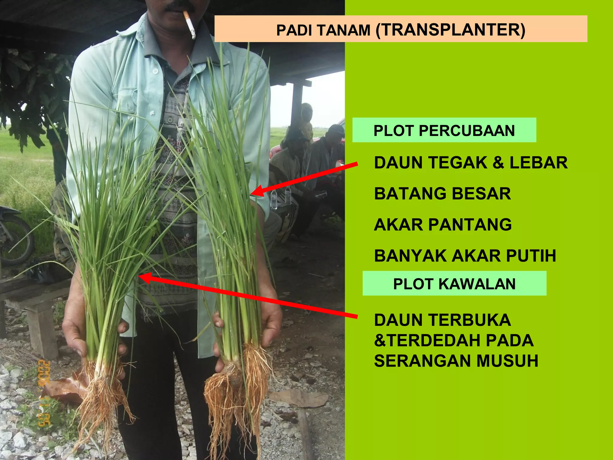 Pakej padi baja soil amendment dan foliar taaveekun part1 | PPT