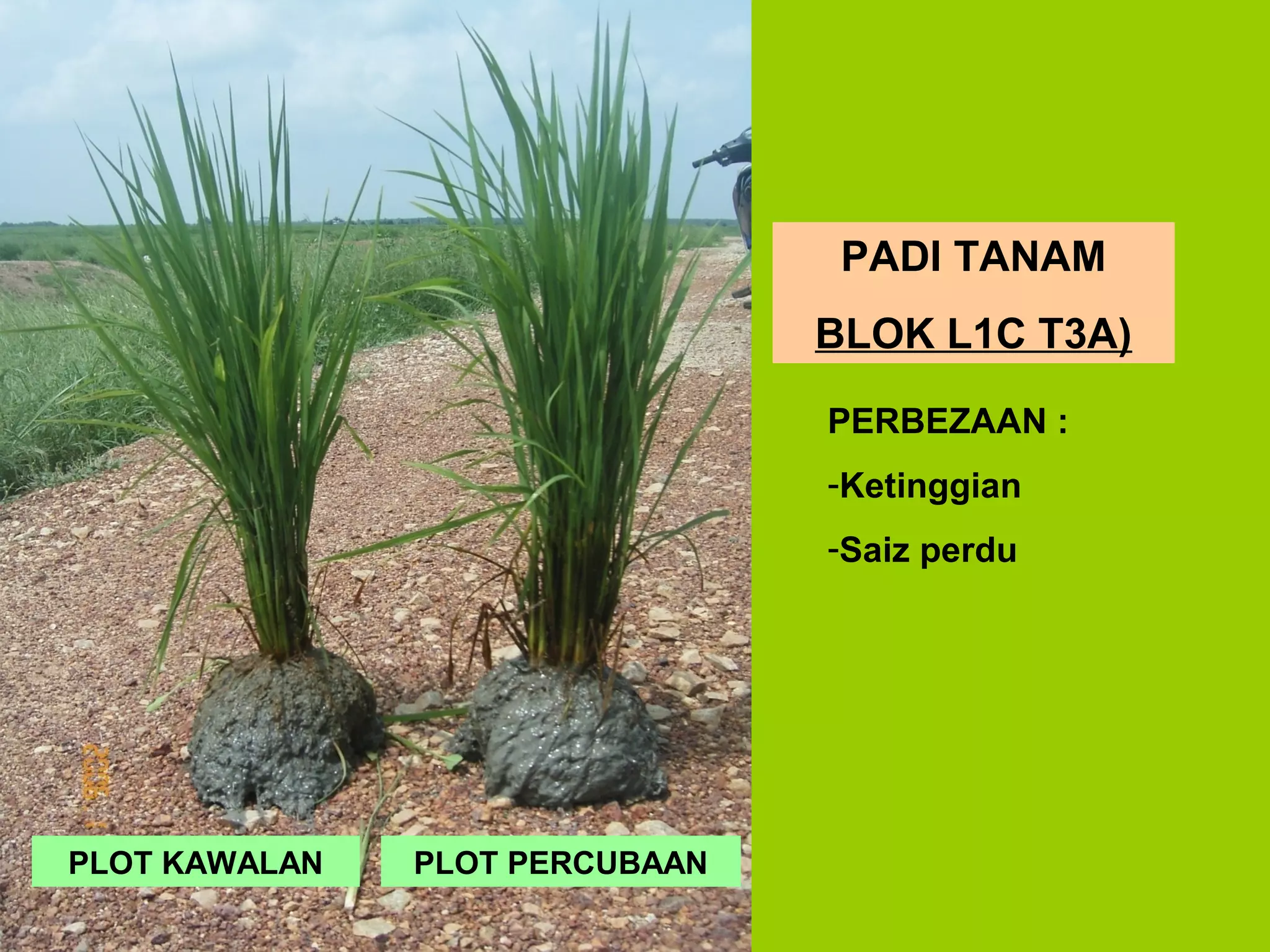Pakej padi baja soil amendment dan foliar taaveekun part1 | PPT