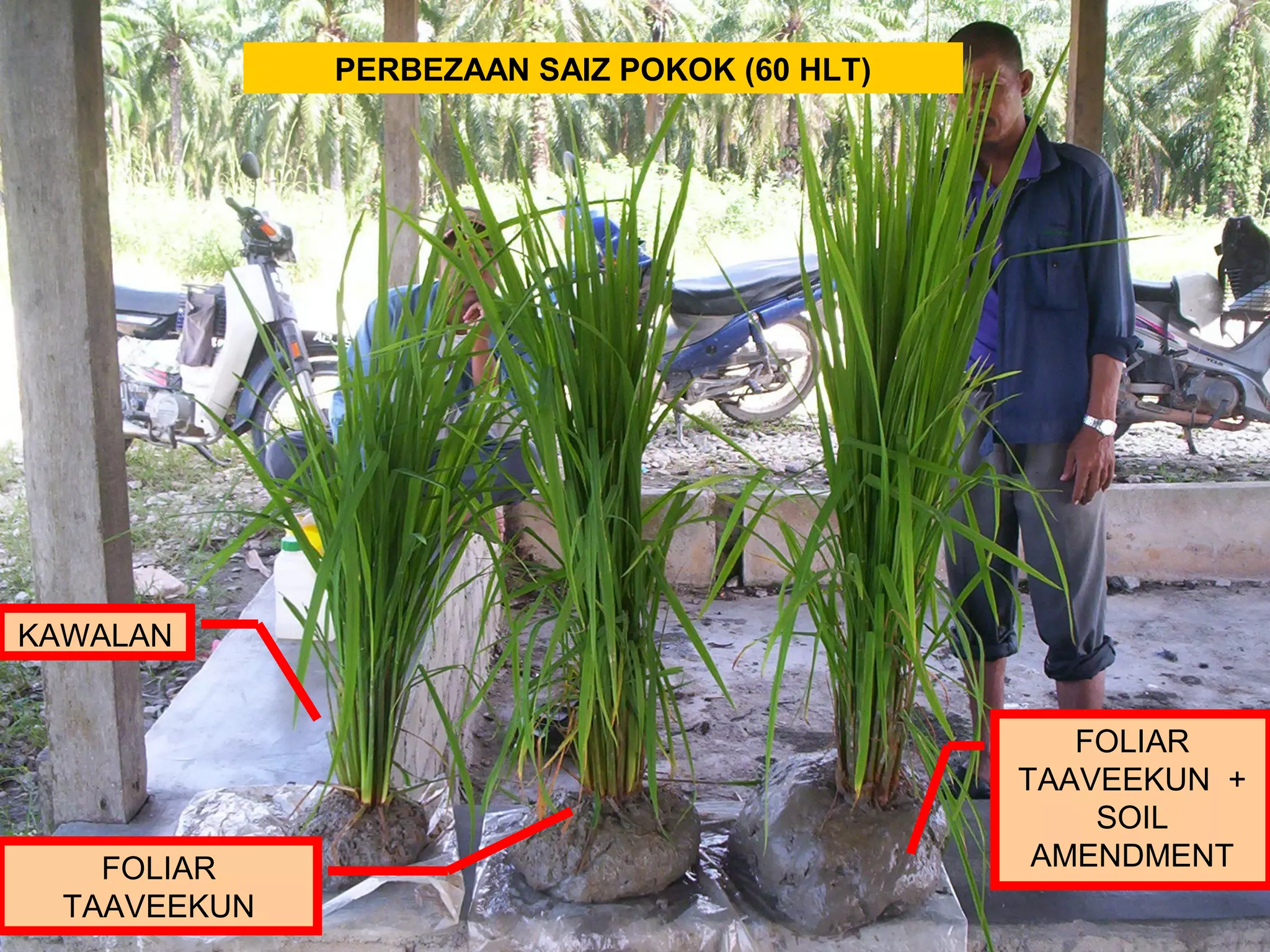 Pakej padi baja soil amendment dan foliar taaveekun part1 | PPT