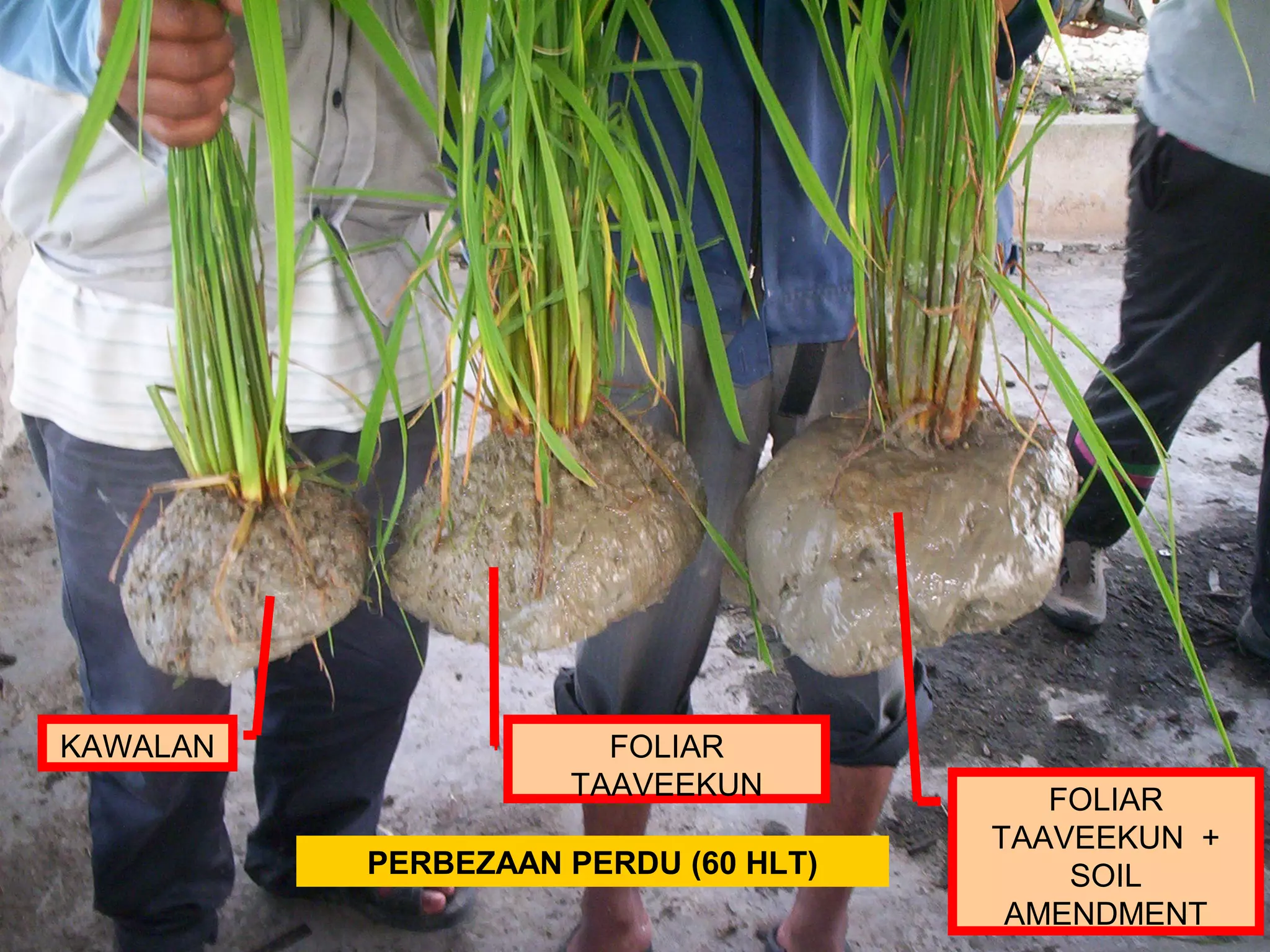 Pakej padi baja soil amendment dan foliar taaveekun part1 | PPT