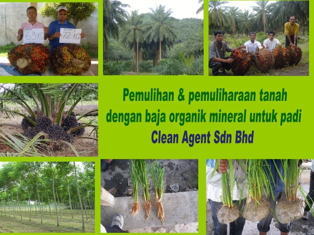 Pakej padi baja soil amendment dan foliar taaveekun part1 | PPT