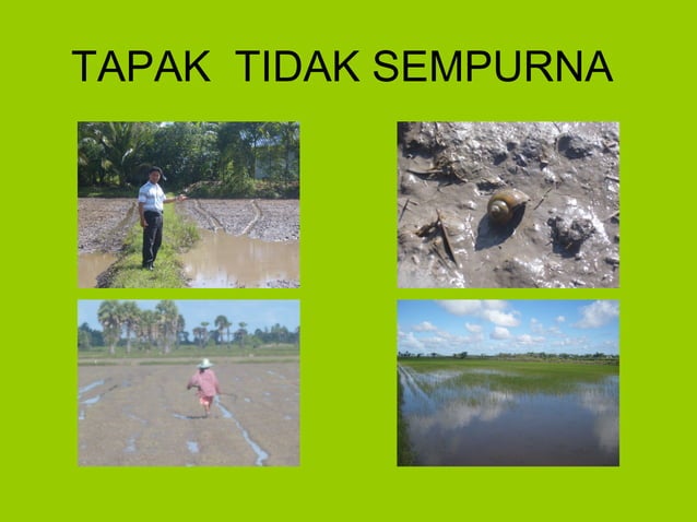 Pakej padi baja soil amendment dan foliar taaveekun part1 | PPT