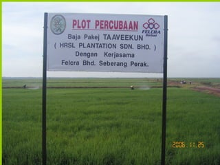 Pakej padi baja soil amendment dan foliar taaveekun part1 | PPT
