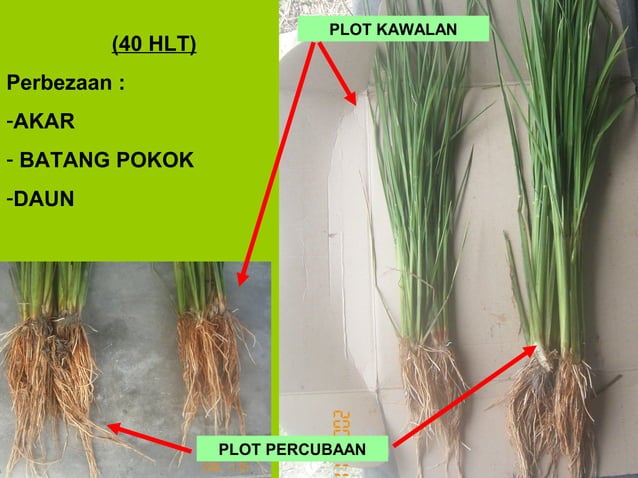 Pakej padi baja soil amendment dan foliar taaveekun part1 | PPT