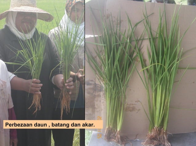 Pakej padi baja soil amendment dan foliar taaveekun part1 | PPT