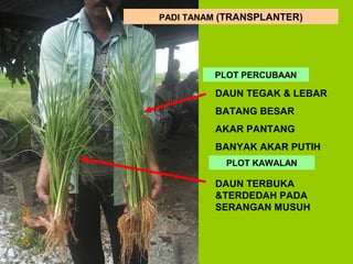 Pakej padi baja soil amendment dan foliar taaveekun part1 | PPT