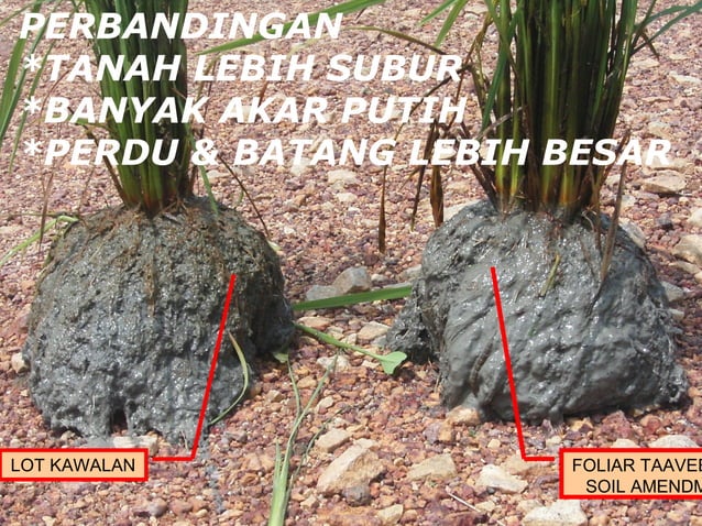 Pakej padi baja soil amendment dan foliar taaveekun part1 | PPT