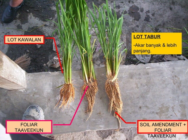 Pakej padi baja soil amendment dan foliar taaveekun part1 | PPT