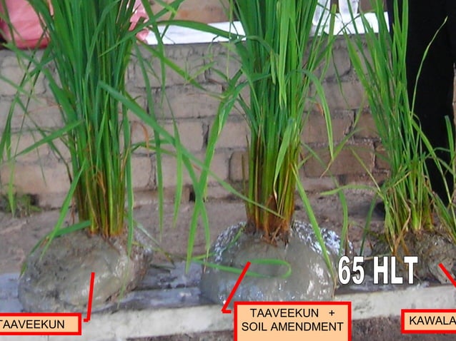 Pakej padi baja soil amendment dan foliar taaveekun part1 | PPT