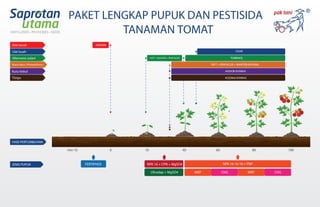 Panduan budi daya penanaman tomat secara baik dan benar | PDF
