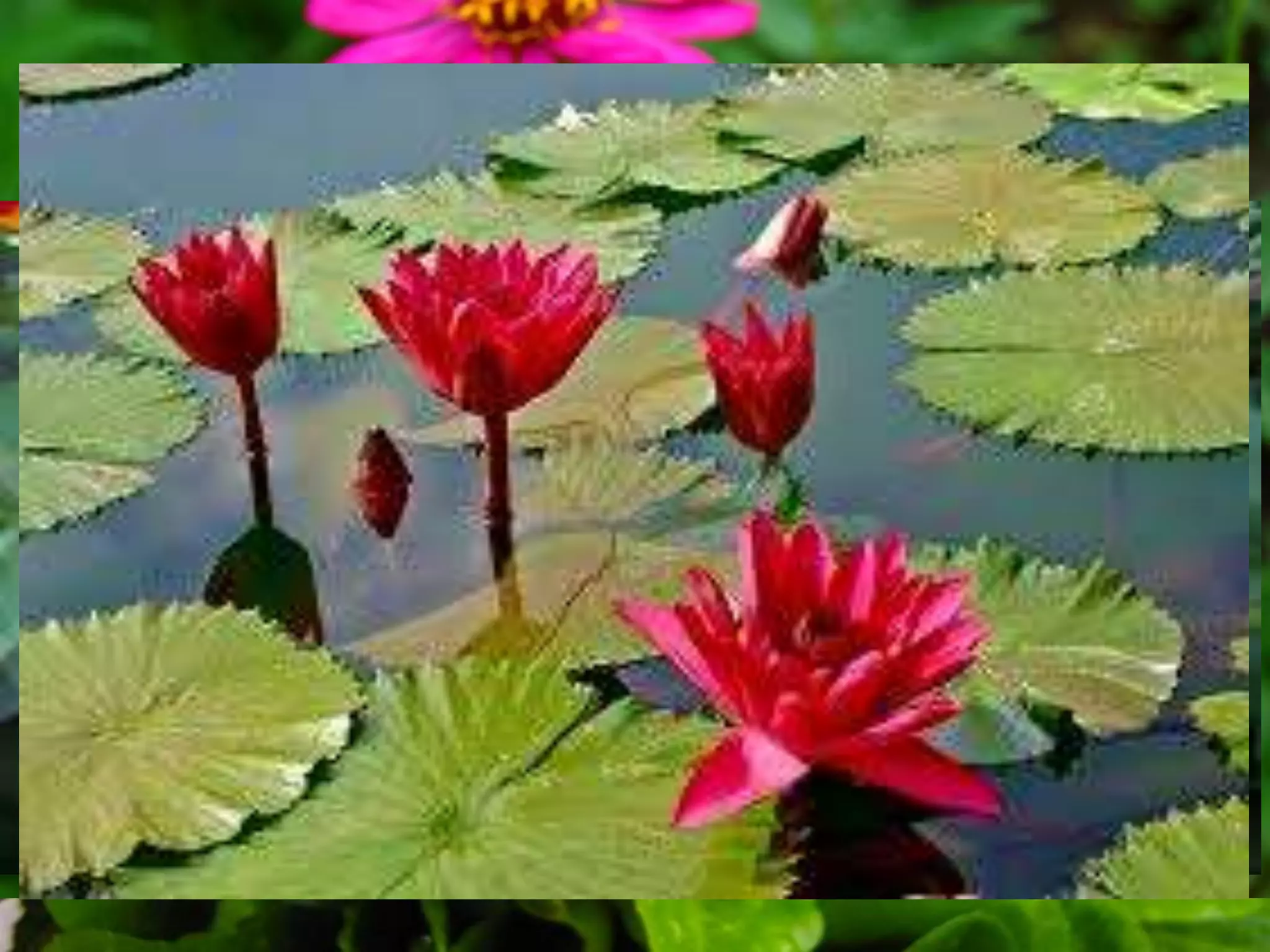 Pakinabang sa pagtatanim ng halamang ornamental plants | PPTX