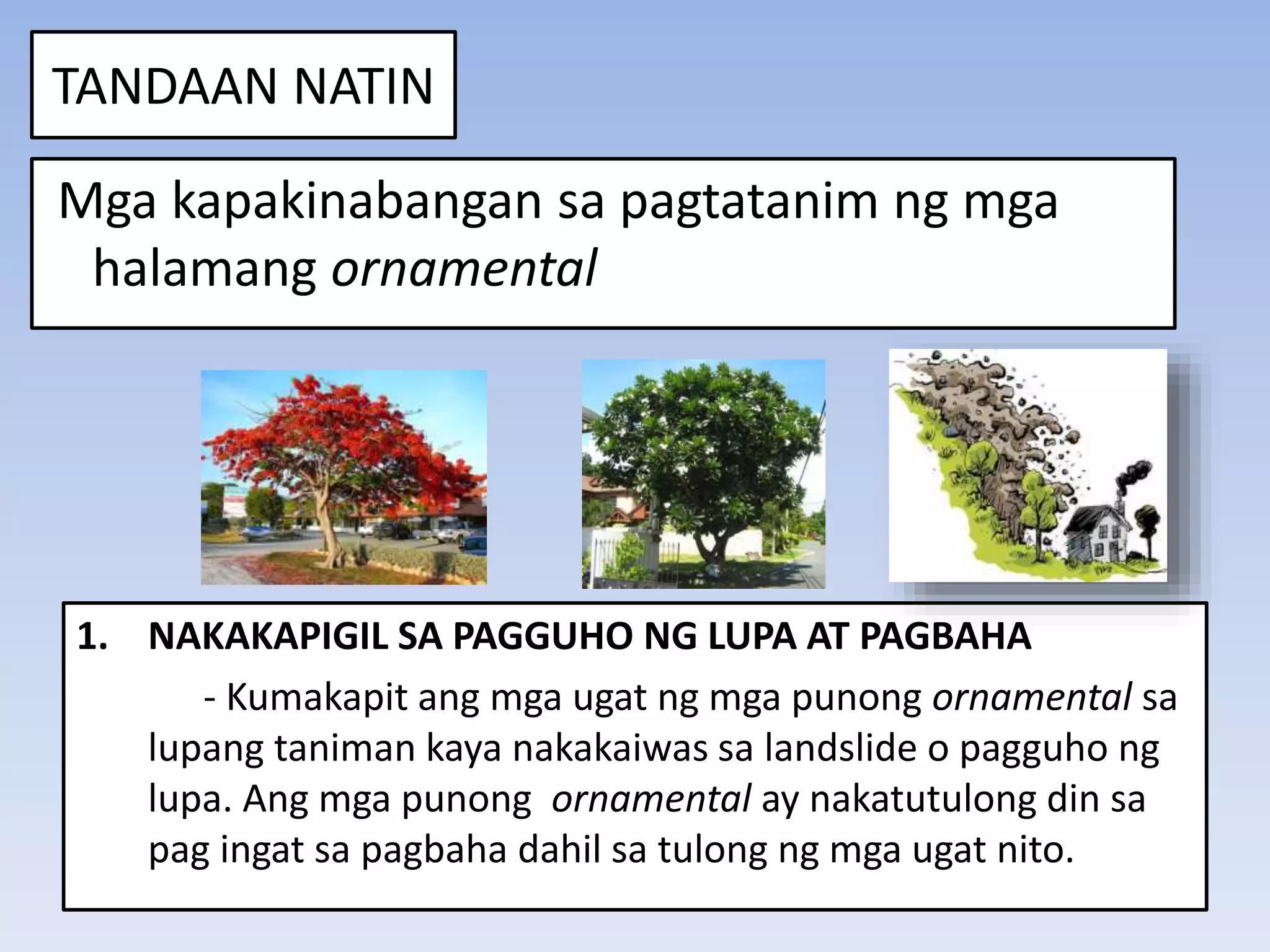 Pakinabang sa pagtatanim ng halamang ornamental plants | PPTX