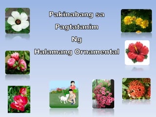 Pakinabang sa pagtatanim ng halamang ornamental plants | PPTX