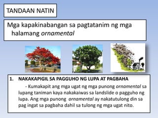 Pakinabang sa pagtatanim ng halamang ornamental plants | PPTX
