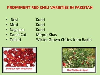 Pakistan chilli production scenario by Tariq Sarwar Awan, Food ...